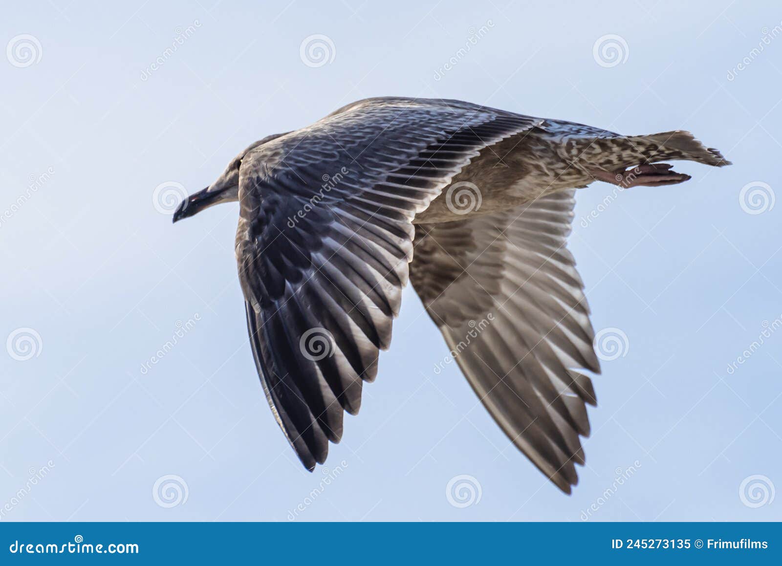 Flying Seagull, View from Below Stock Image - Image of feathers, high ...