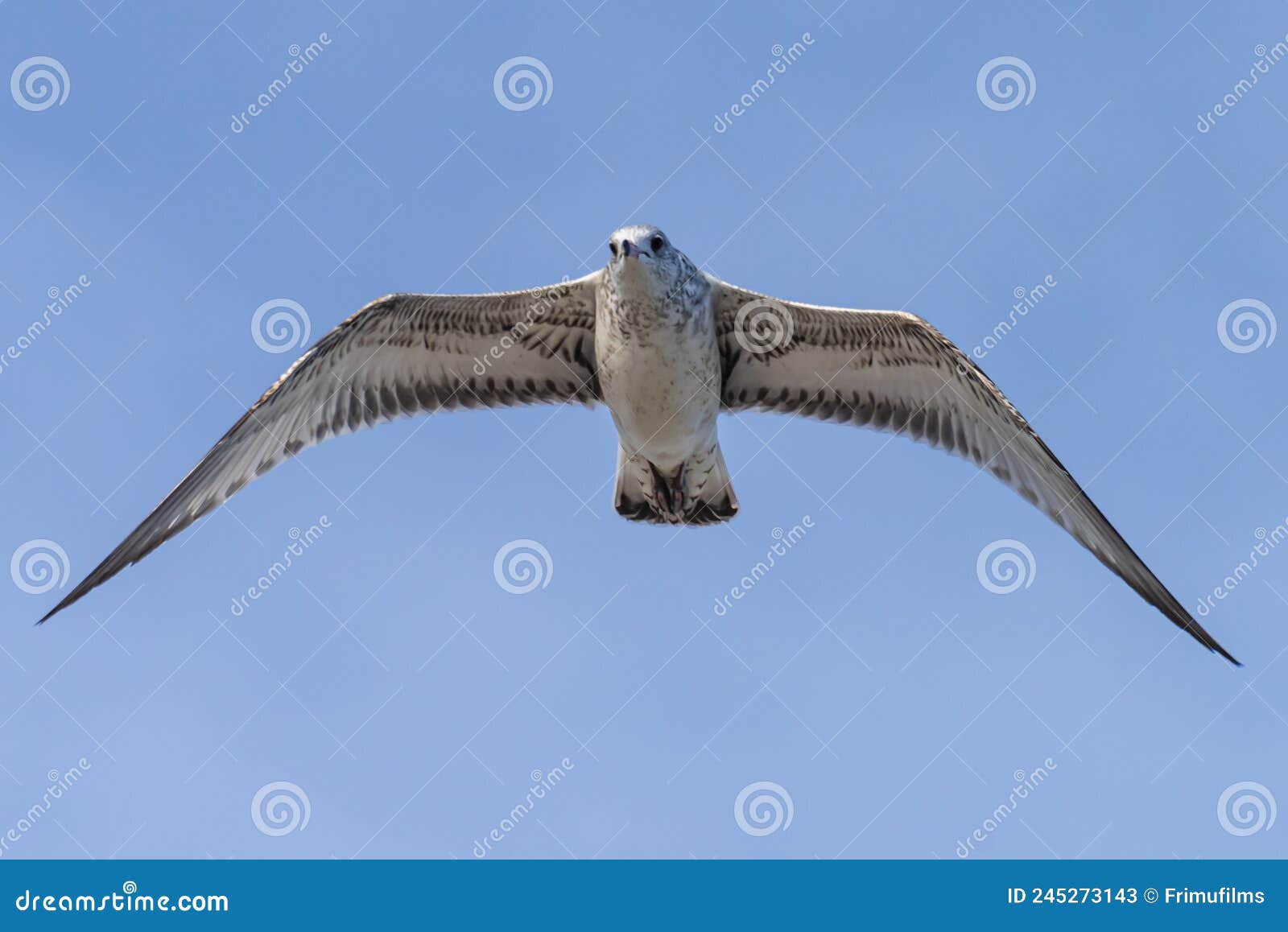 Flying Seagull, View from Below Stock Image - Image of gull, peaceful ...