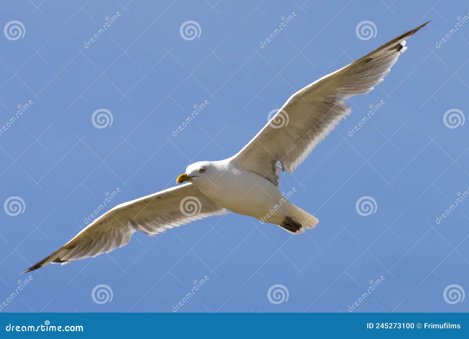 Flying Seagull, View from Below Stock Photo - Image of spread, wildlife ...