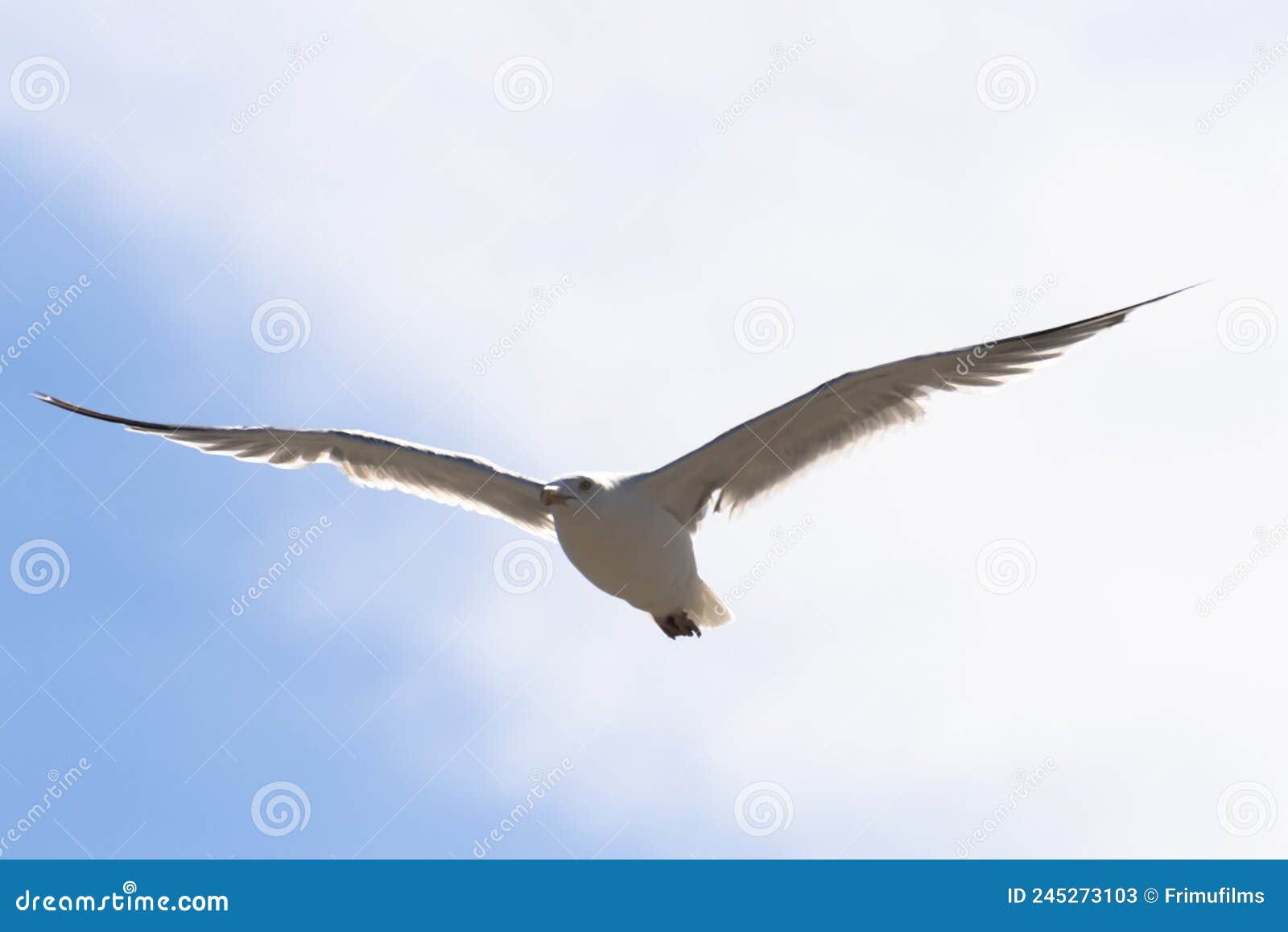 Flying Seagull, View from Below Stock Image - Image of high, straight ...