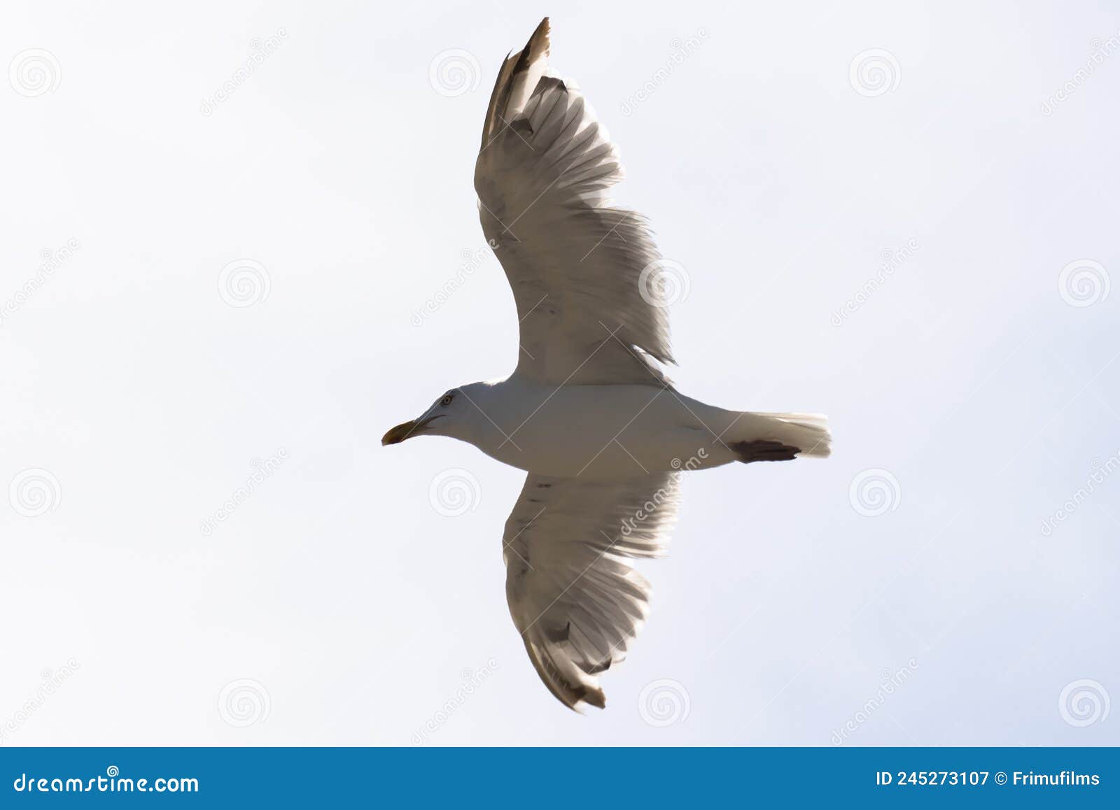 Flying Seagull, View from Below Stock Image - Image of gull, wildlife ...