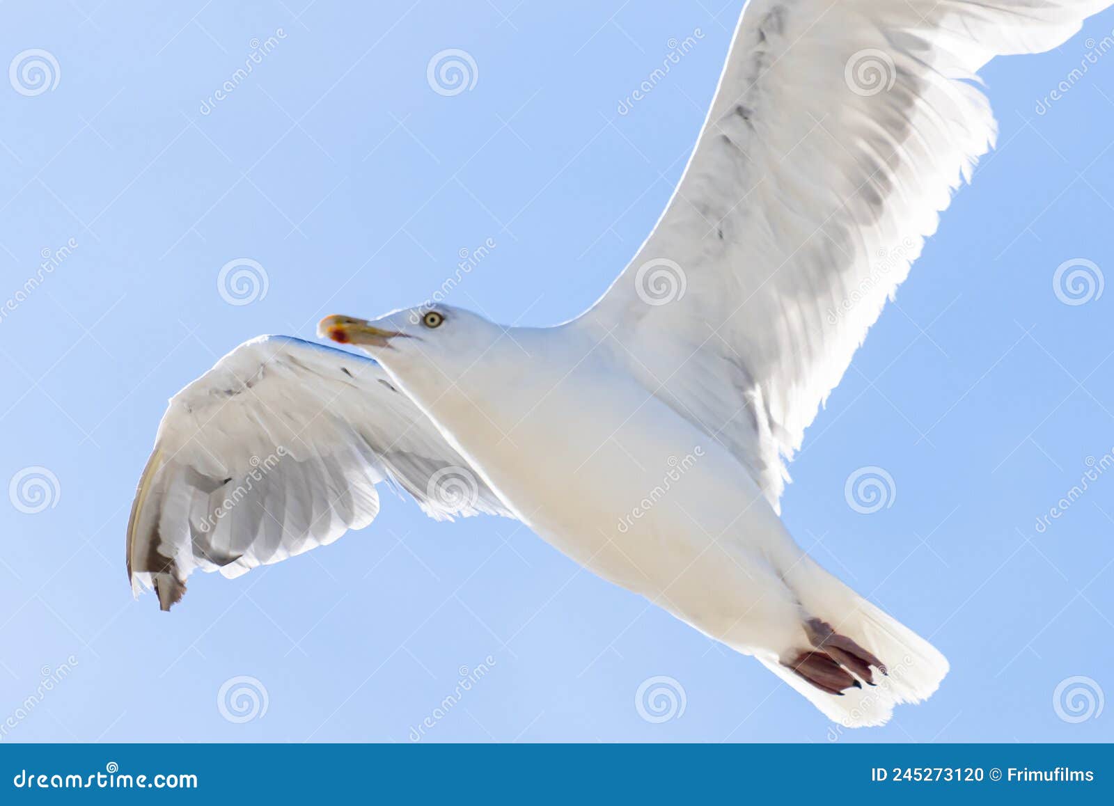 Flying Seagull, View From Below Stock Photography | CartoonDealer.com ...