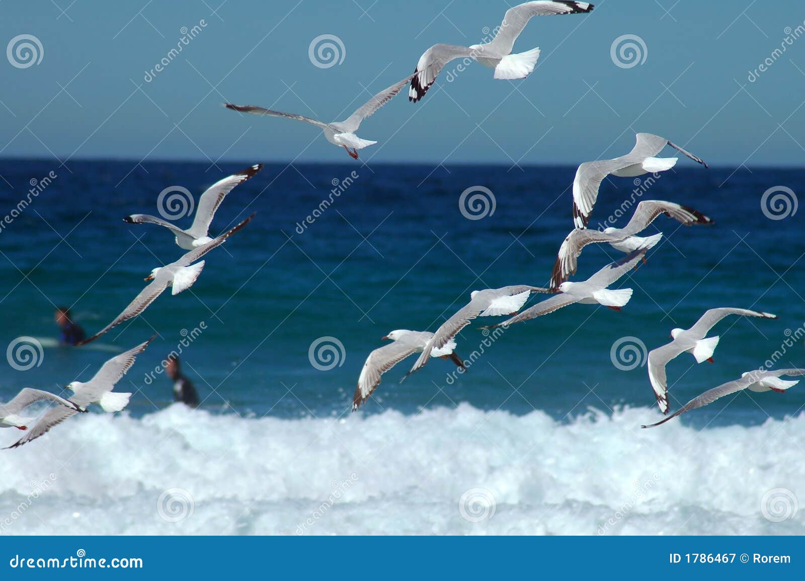 Flying seagulls stock image. Image of feather, travel - 1786467