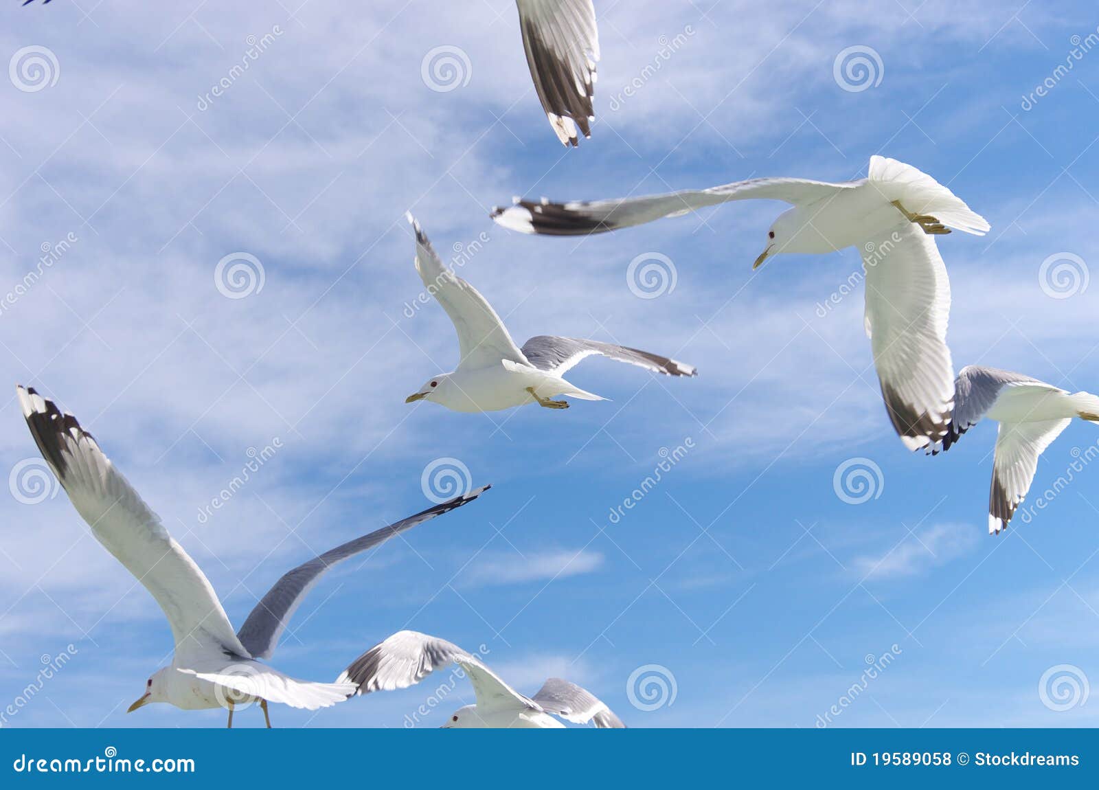 Flying seagulls stock photo. Image of nature, flap, back - 19589058