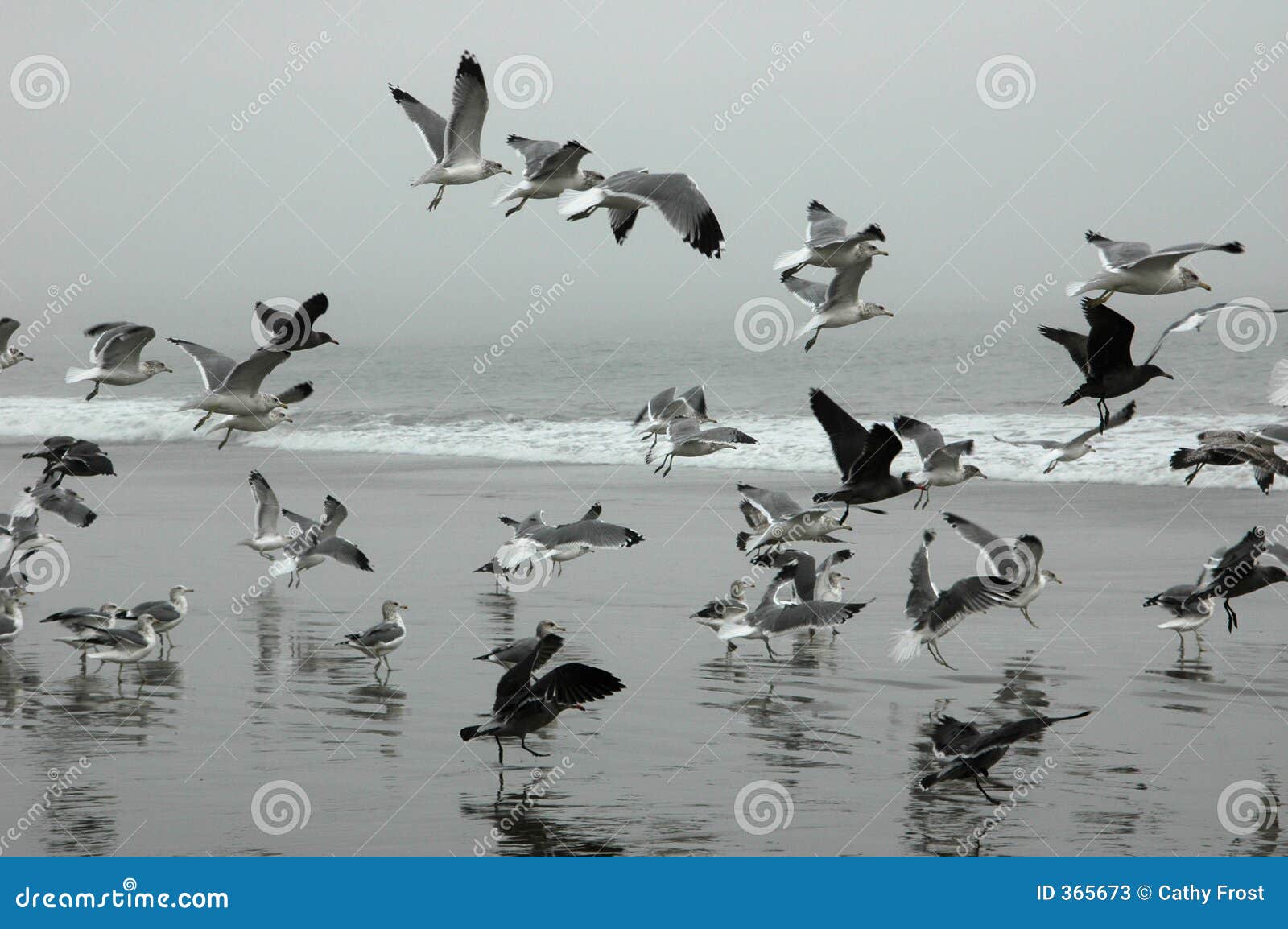 Flying Seagulls stock image. Image of open, sand, deserted - 365673