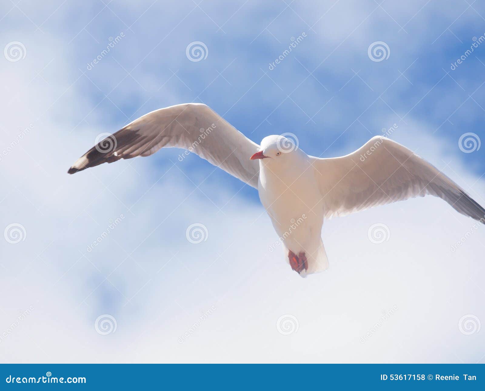 Flying Seagulls stock photo. Image of seagull, bird, neck - 53617158