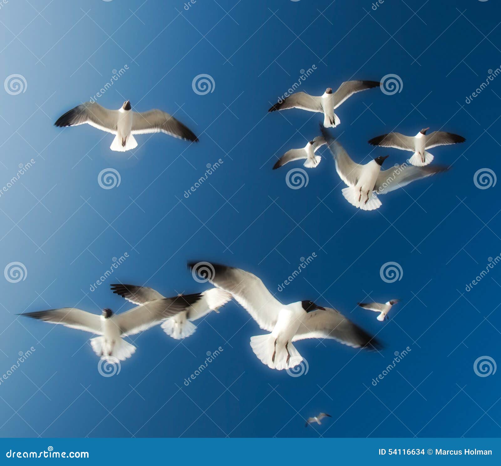 Flying Seagulls stock photo. Image of seaguls, zoology - 54116634