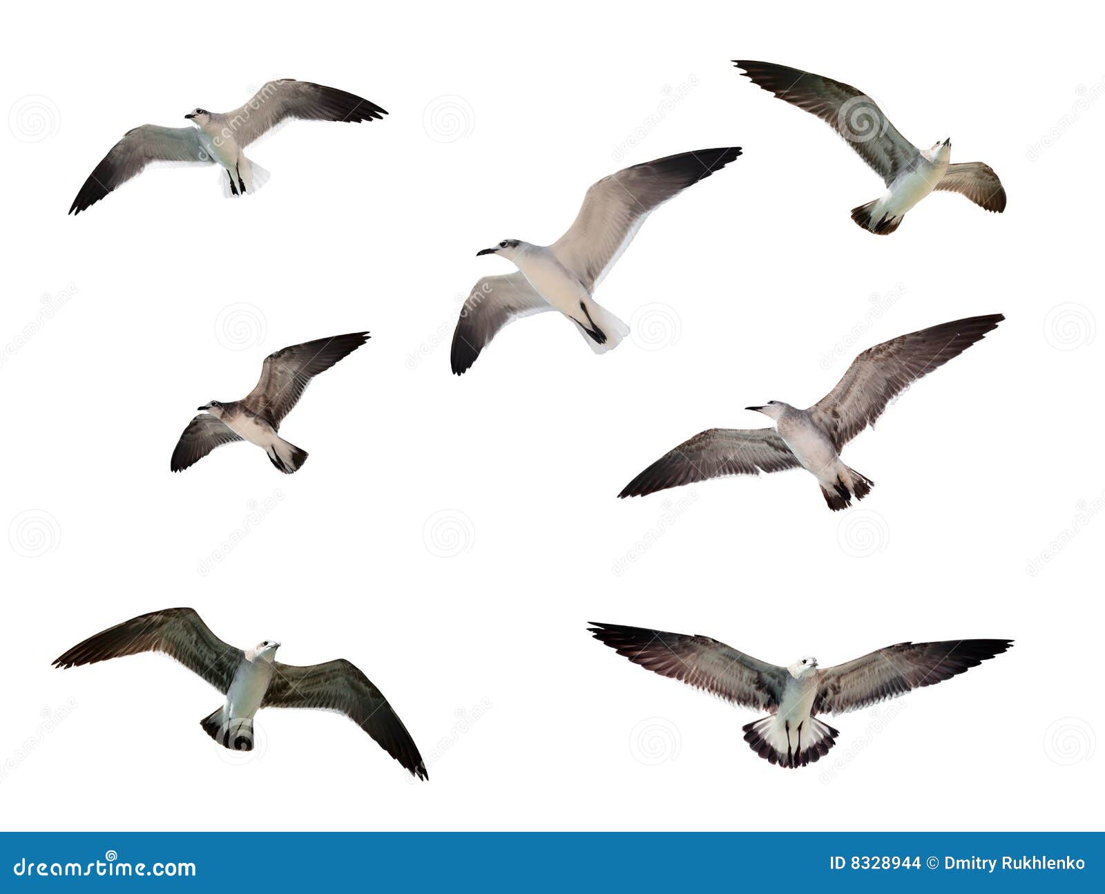 Flying seagulls isolated stock photo. Image of gull, outdoors - 8328944