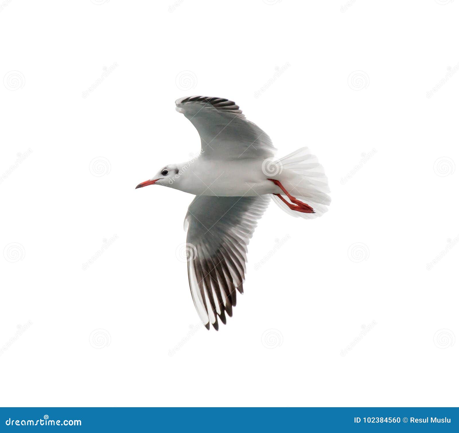 Flying seagull stock photo. Image of seagul, wildlife - 102384560
