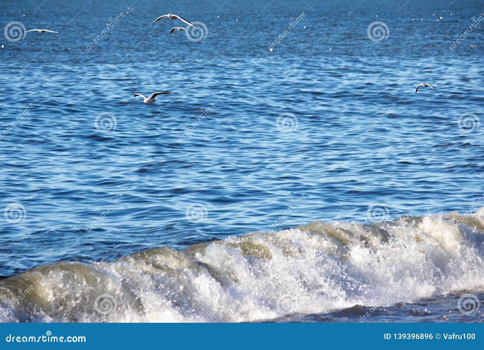Flying Seagulls Over the Waves. Stock Photo - Image of shine, wave ...