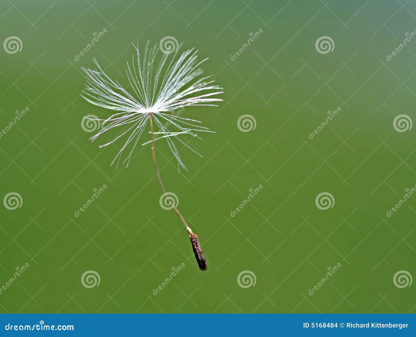 Flying seed stock photo. Image of reproduction, taraxacum - 5168484