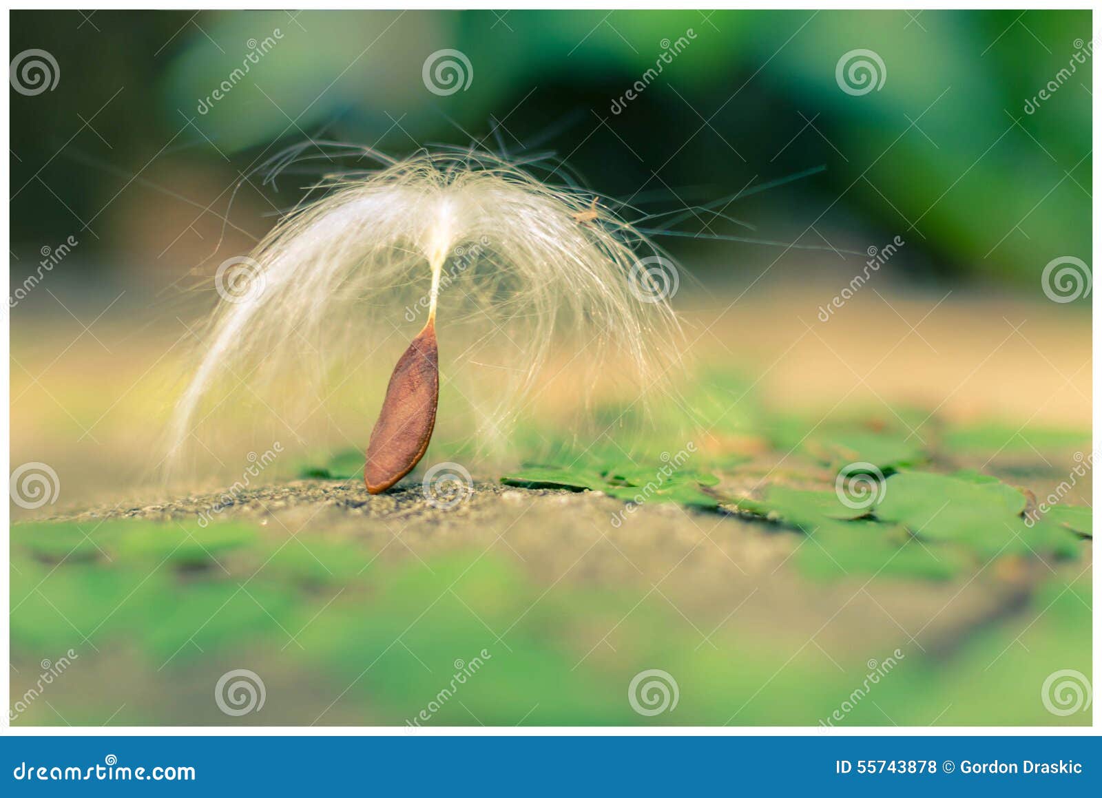 Flying Seed stock photo. Image of ground, grass, rock - 55743878