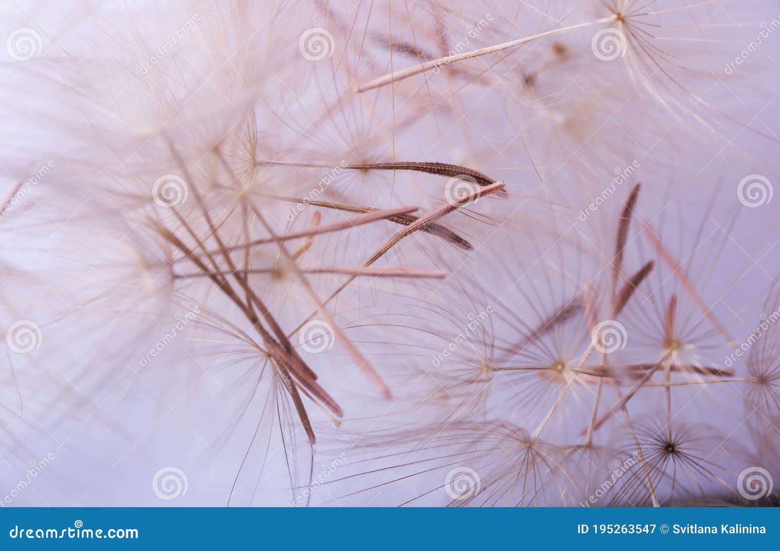 Flying seed plant stock image. Image of nature, umbrella - 195263547
