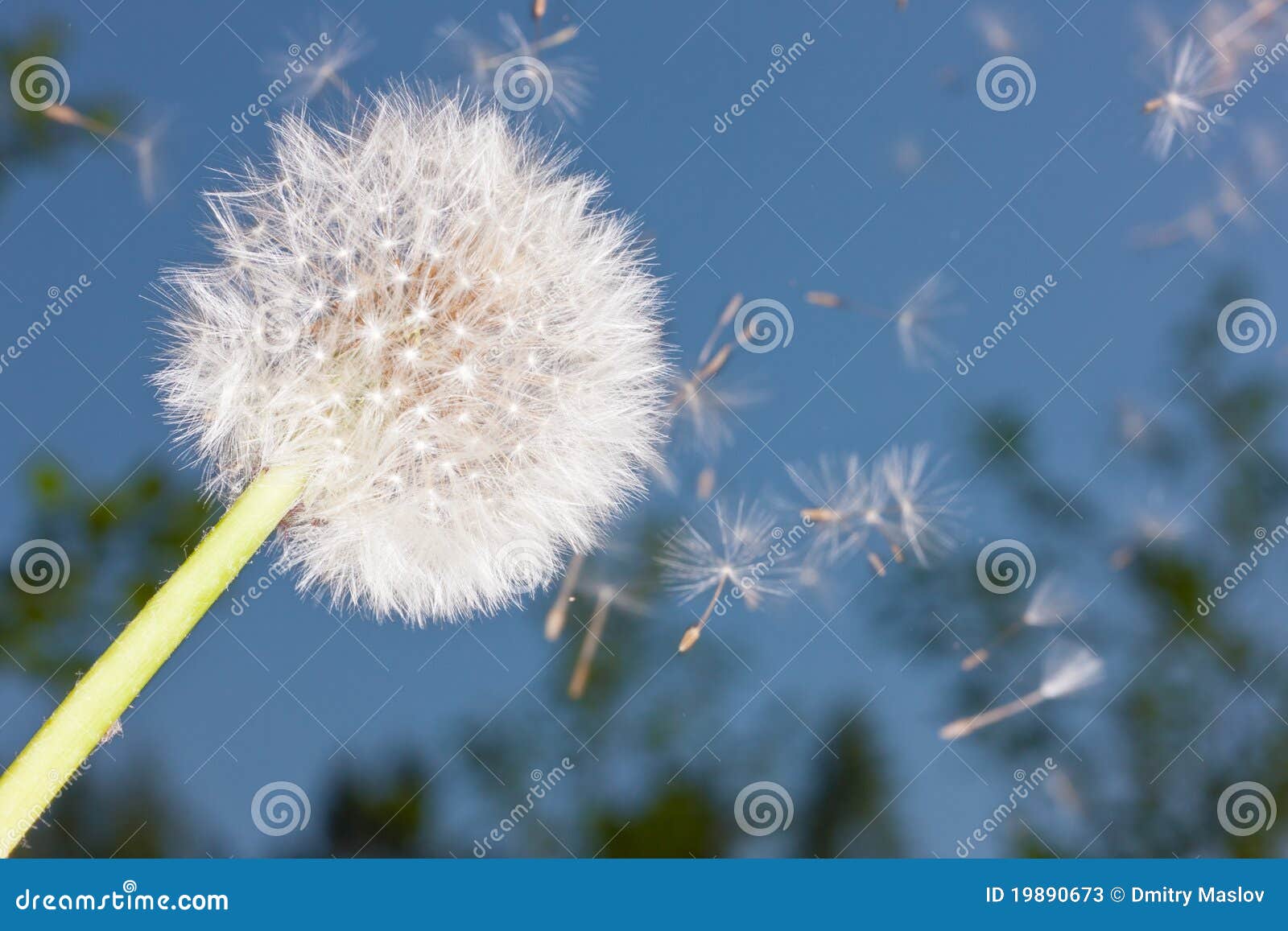 Flying seeds stock image. Image of dandelion, nature - 19890673