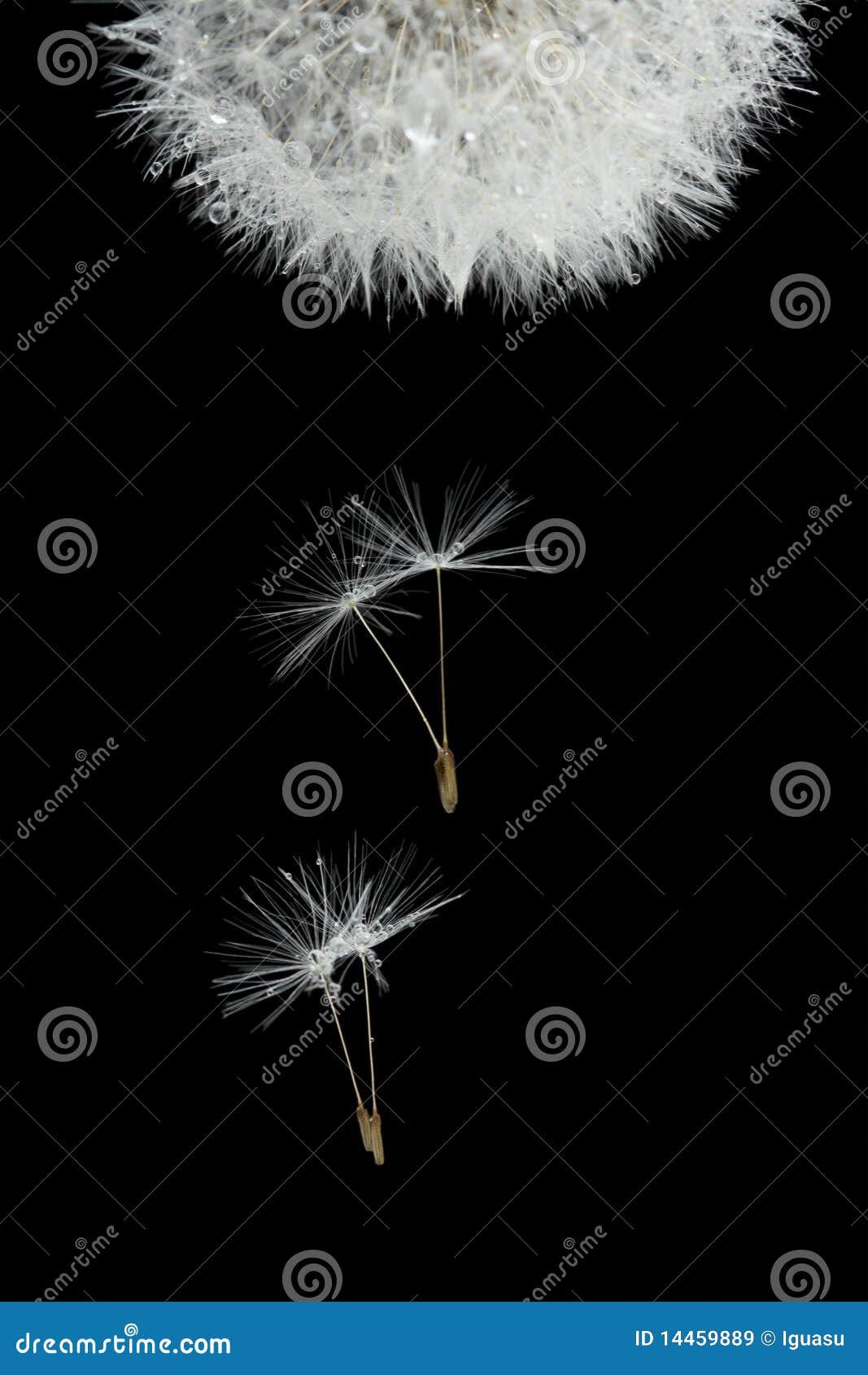 4,672 Seeds Blossoming Stock Photos - Free & Royalty-Free Stock Photos ...
