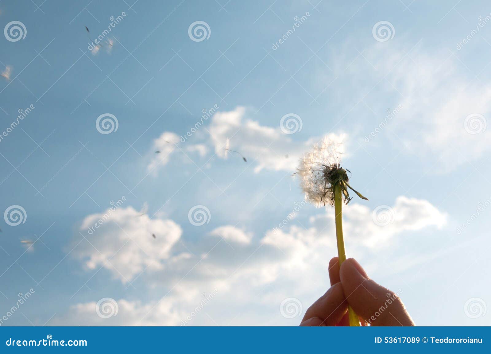 Flying seeds stock image. Image of growing, growth, alive - 53617089