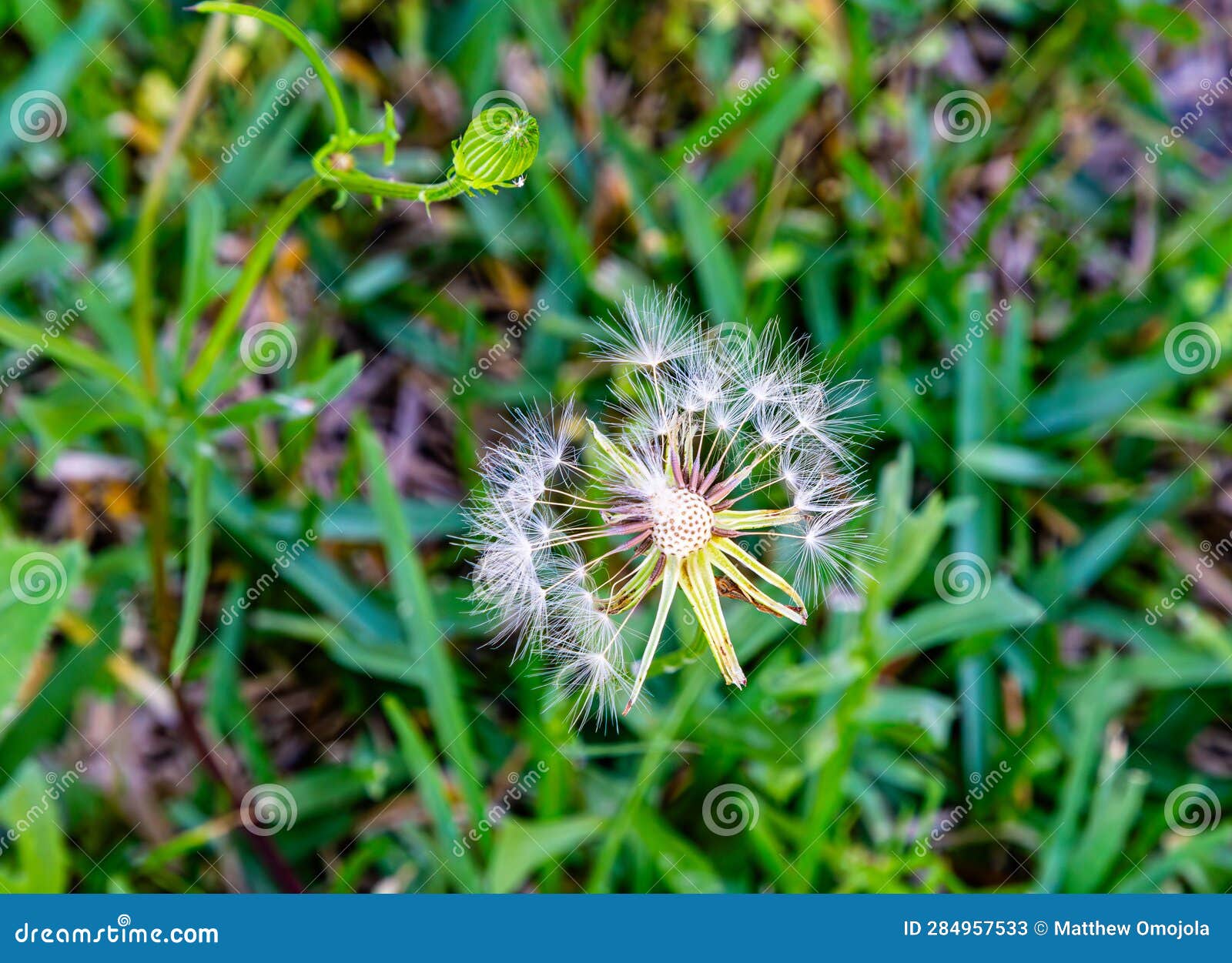 Flying Seeds Of Erechtites, Genus Of Flowering Plants In The Daisy ...