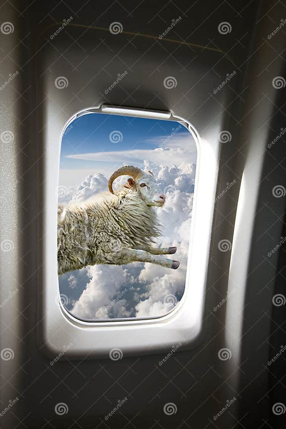 Flying Sheep stock photo. Image of cloud, overhead, passenger - 5716746