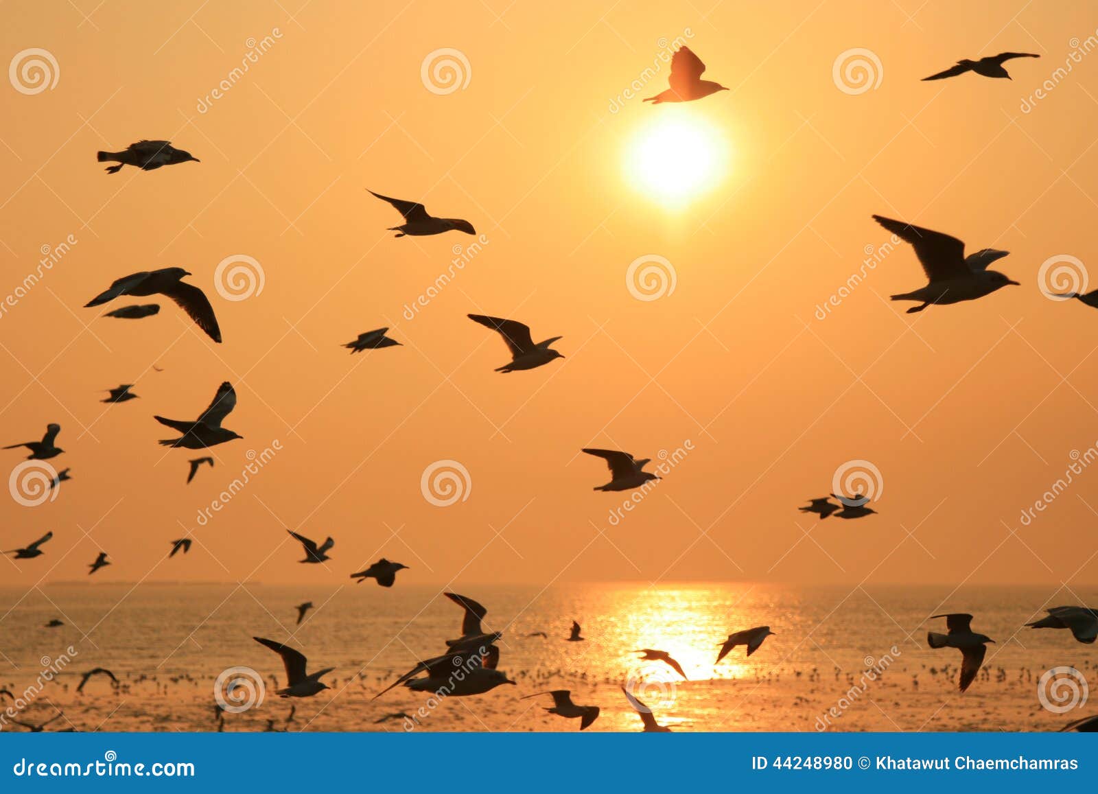 Flying silhouette bird stock photo. Image of animal, connect - 44248980