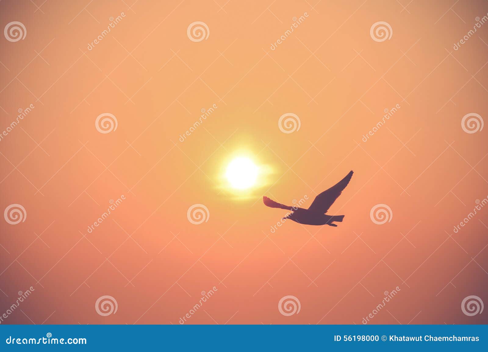 Flying silhouette bird stock photo. Image of filter, feather - 56198000