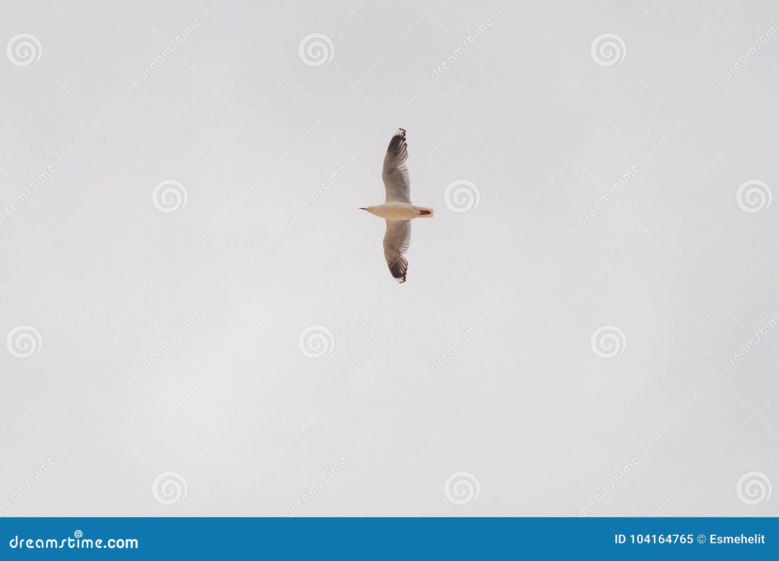 Flying Silver Gull with Wings Spread Stock Image - Image of spread ...