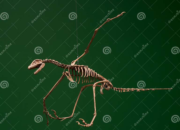 Flying skeleton stock photo. Image of prehistoric, mouth - 28733706