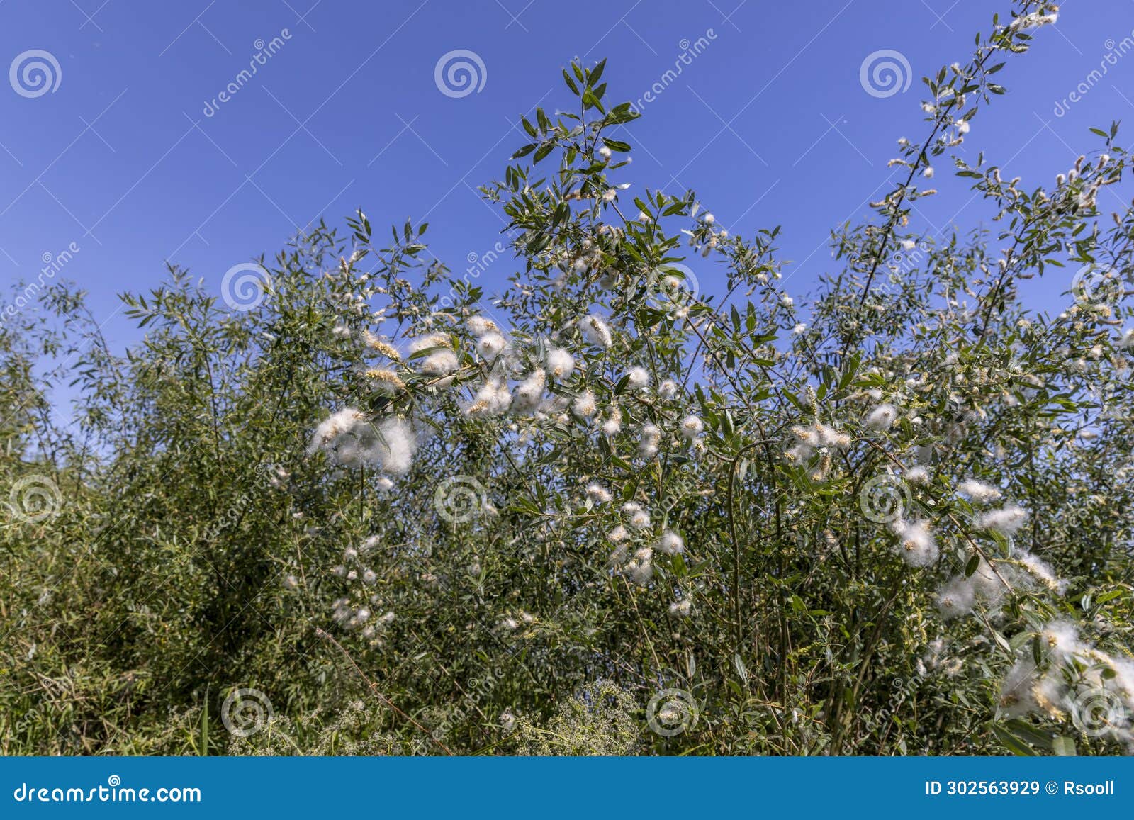 Flying in the Sky White Fluff from Willow in Spring Stock Image - Image ...