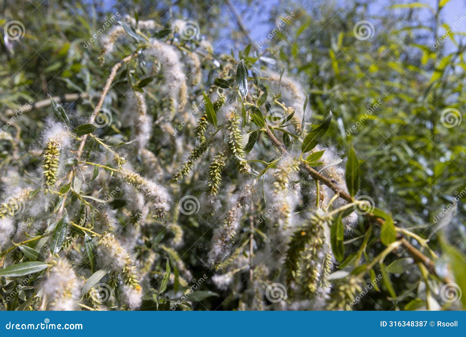 Flying in the Sky White Fluff from Willow in Spring Stock Image - Image ...