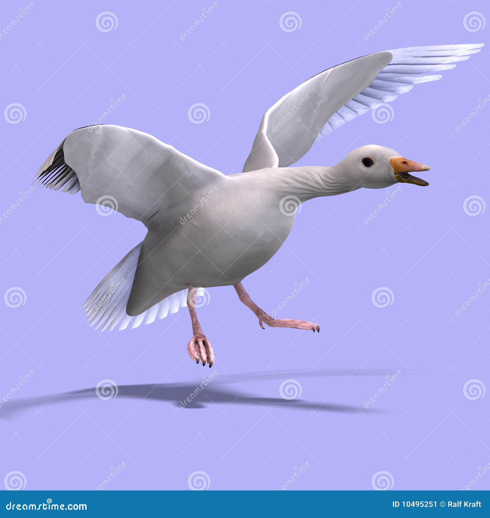 Flying snow goose stock illustration. Illustration of activity - 10495251