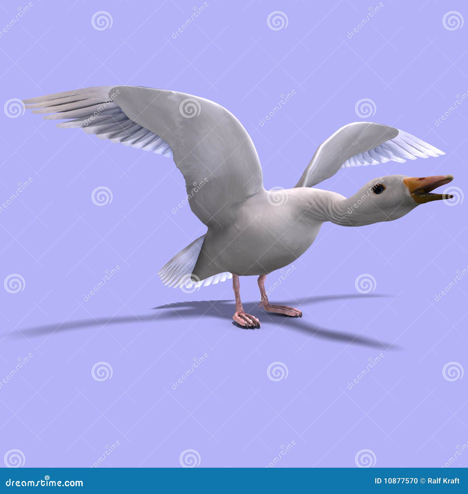 Flying snow goose stock illustration. Illustration of bill - 10877570