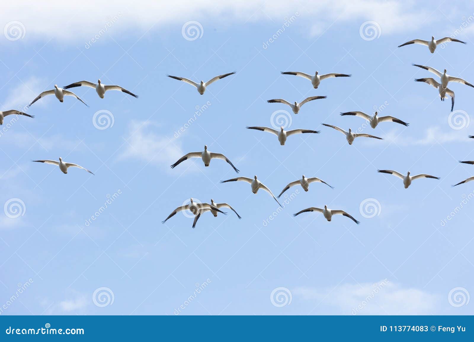 Snow goose migration stock image. Image of flying, wildlife - 113774083