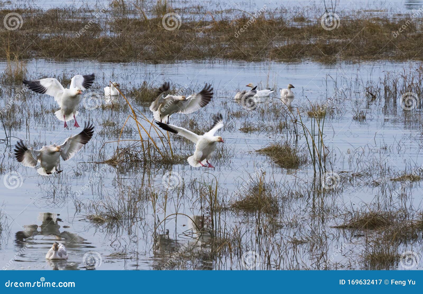 Flying Snow Goose stock image. Image of vancouver, white - 169632417