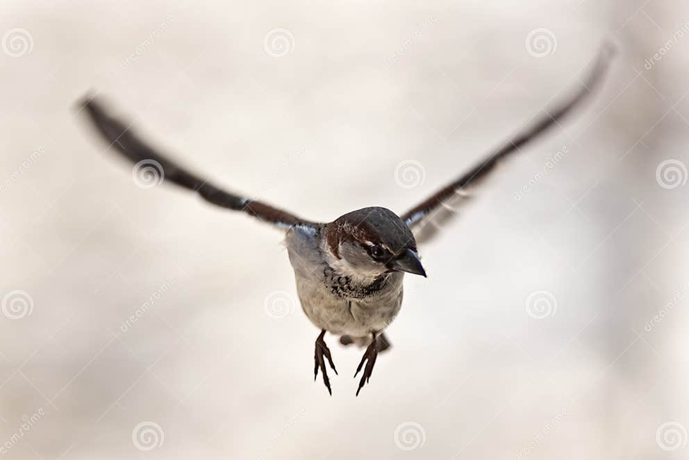 Flying sparrow stock photo. Image of bill, legs, male - 18839672