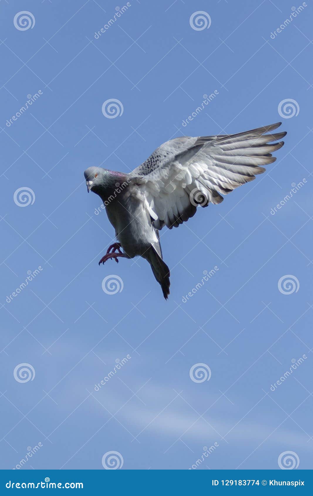 Flying of Speed Racing Pigeon Against Clear Blue Sky Stock Photo ...