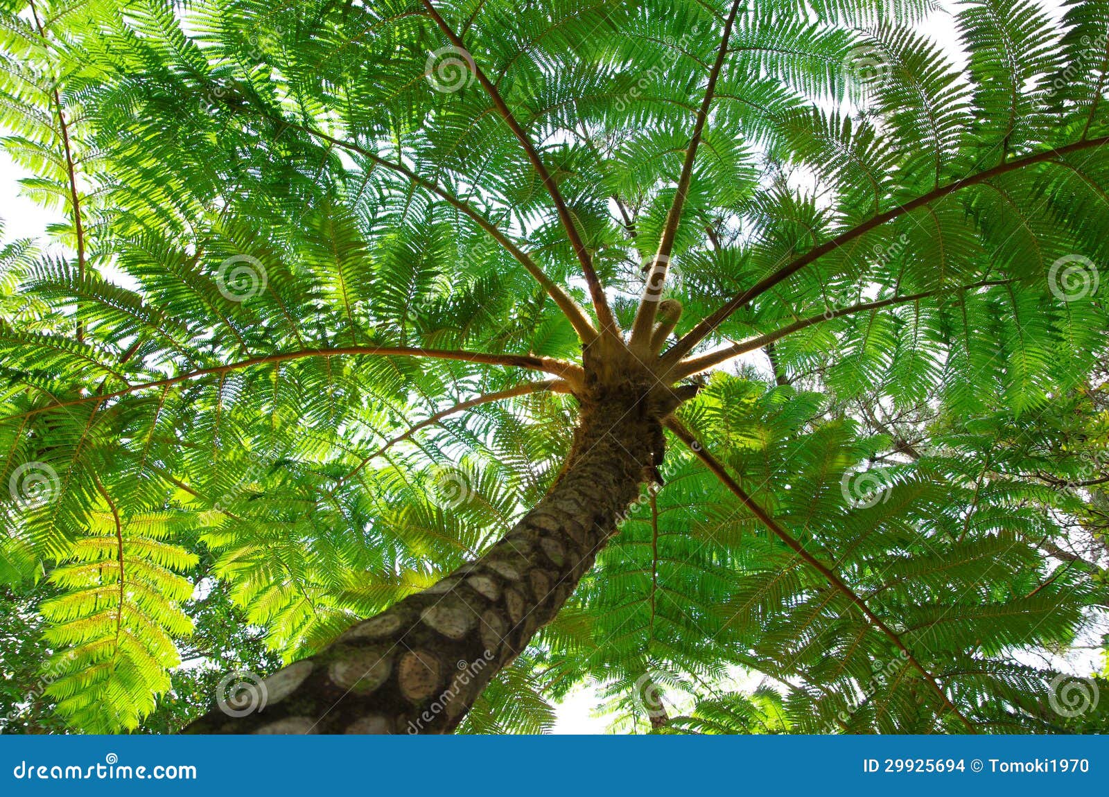 Monkey Tree Royalty-Free Stock Photography | CartoonDealer.com #458015