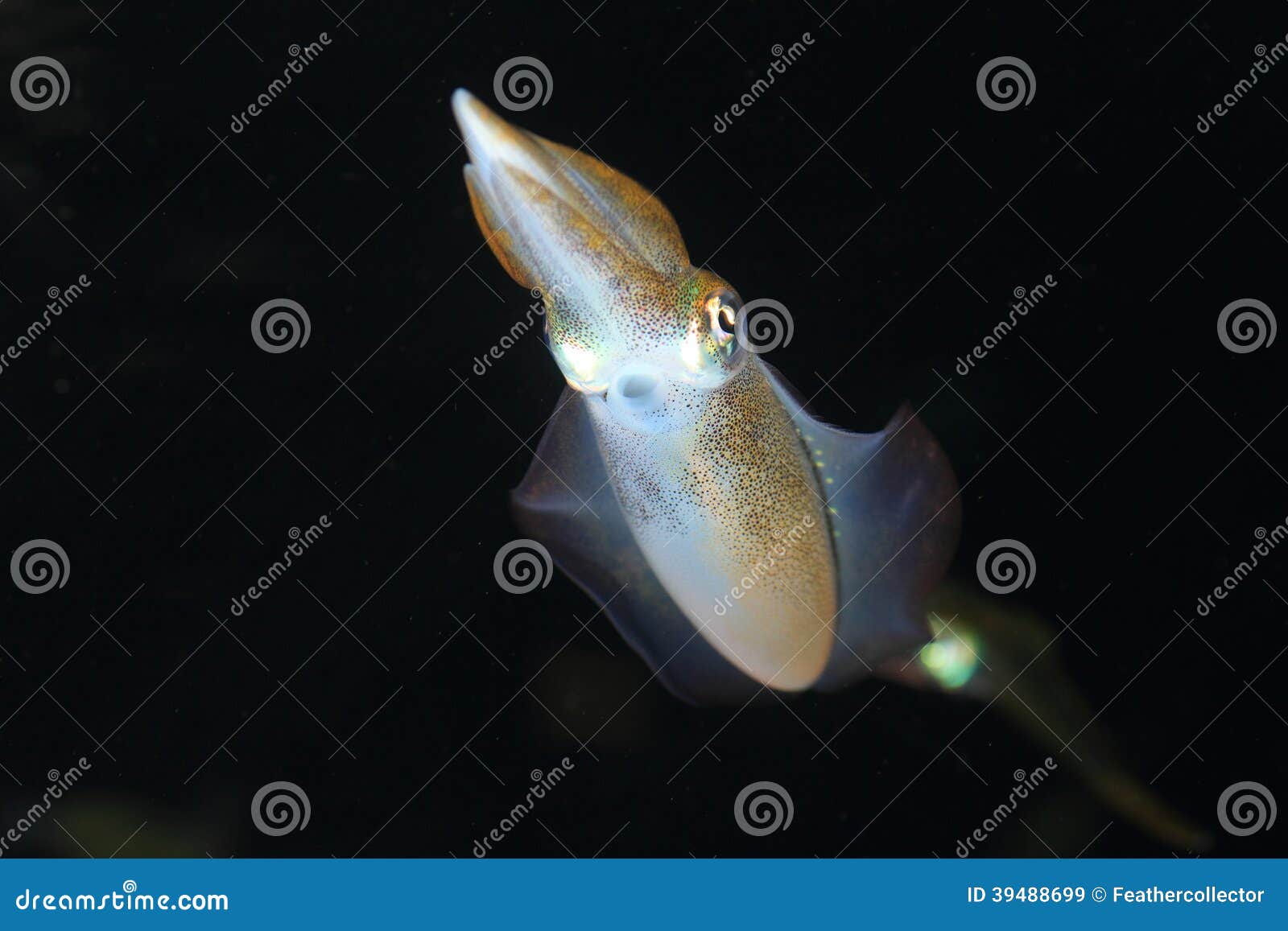 Flying squid stock image. Image of diving, natural, aquatic - 39488699