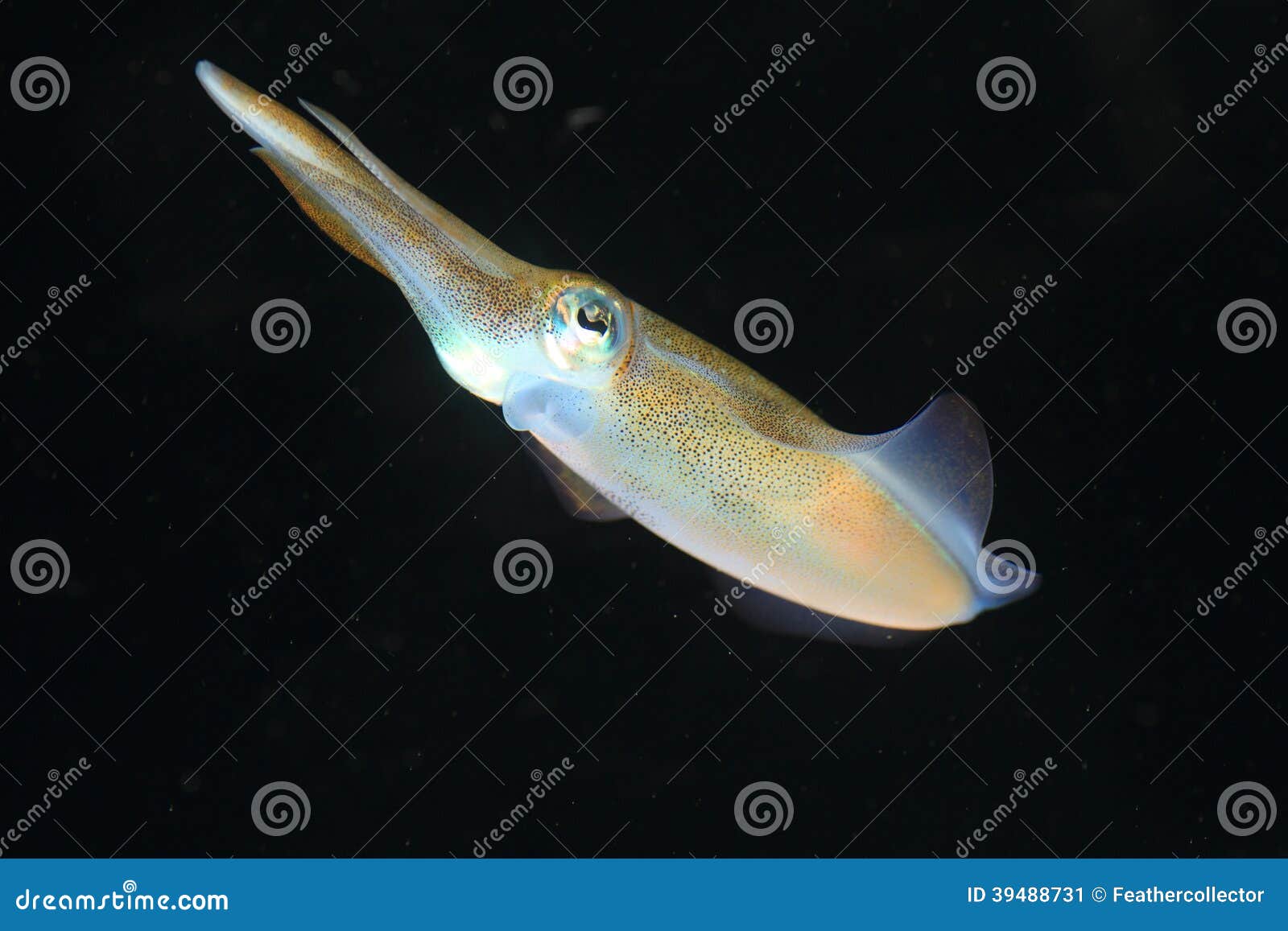 Flying squid stock image. Image of colorful, beauty, beautiful - 39488731