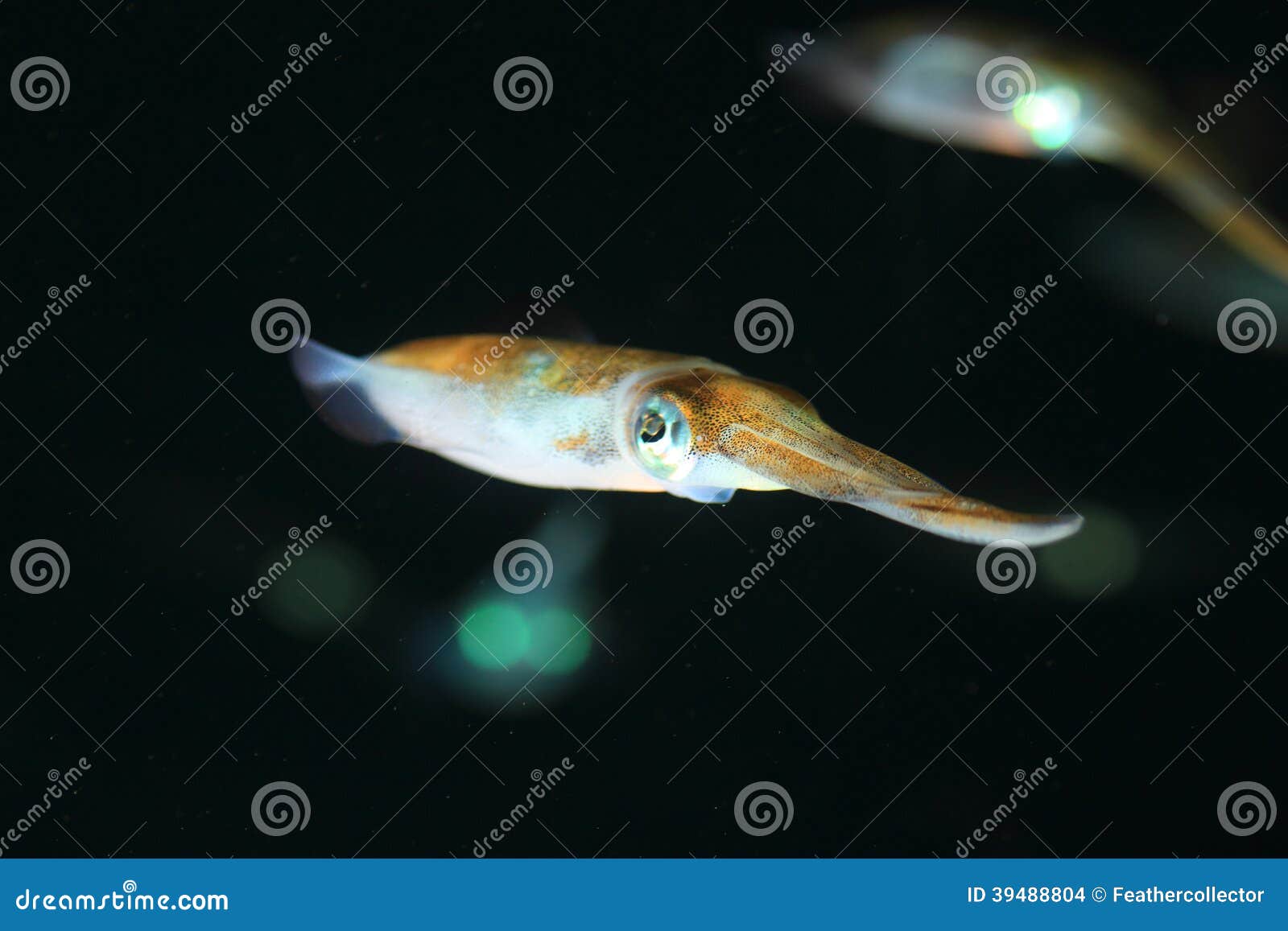 Flying squid stock photo. Image of scuba, depth, natural - 39488804