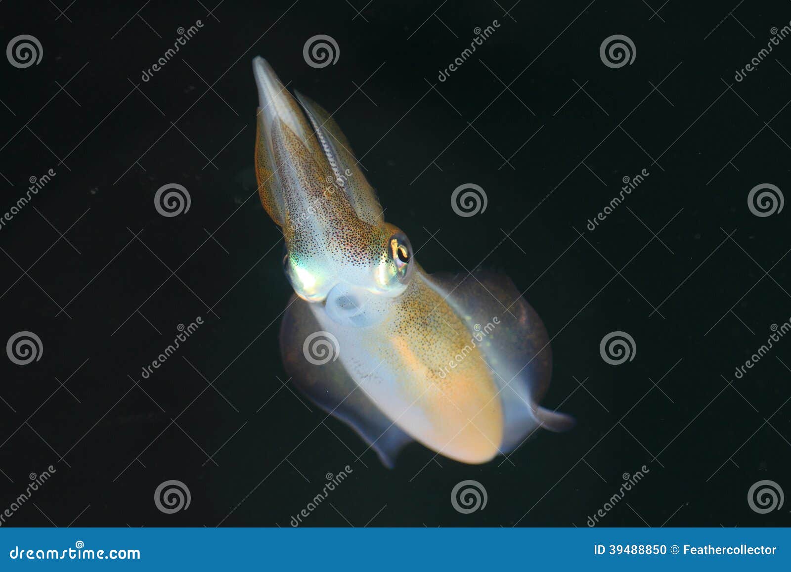 Flying squid stock photo. Image of fish, diving, reef - 39488850