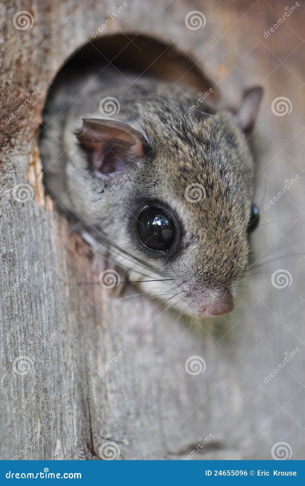 Flying Squirrel stock photo. Image of paws, legs, baby - 24655096