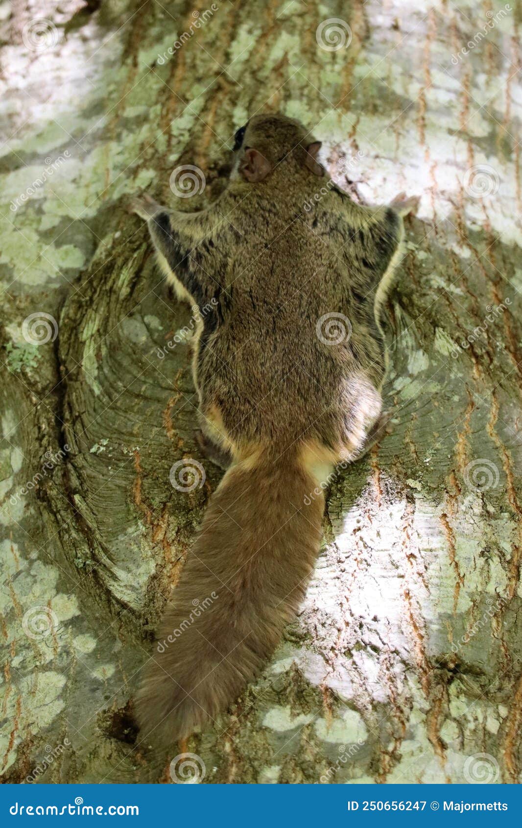 Flying Squirrel with Arms Spread on Tree Stock Image - Image of flying ...