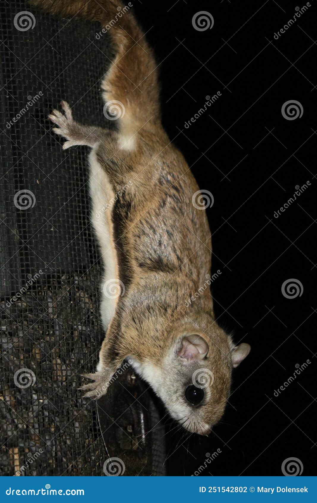 Flying Squirrel on Bird Feeder, Closeup Stock Photo - Image of nature ...