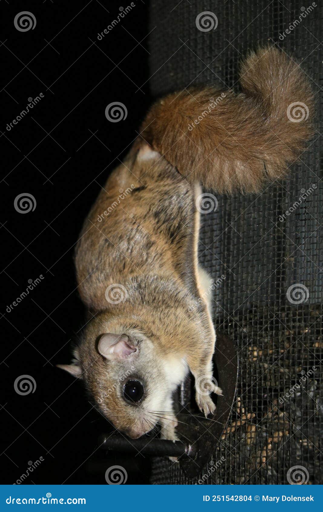 Flying Squirrel on Bird Feeder, Closeup Stock Photo - Image of wildlife ...