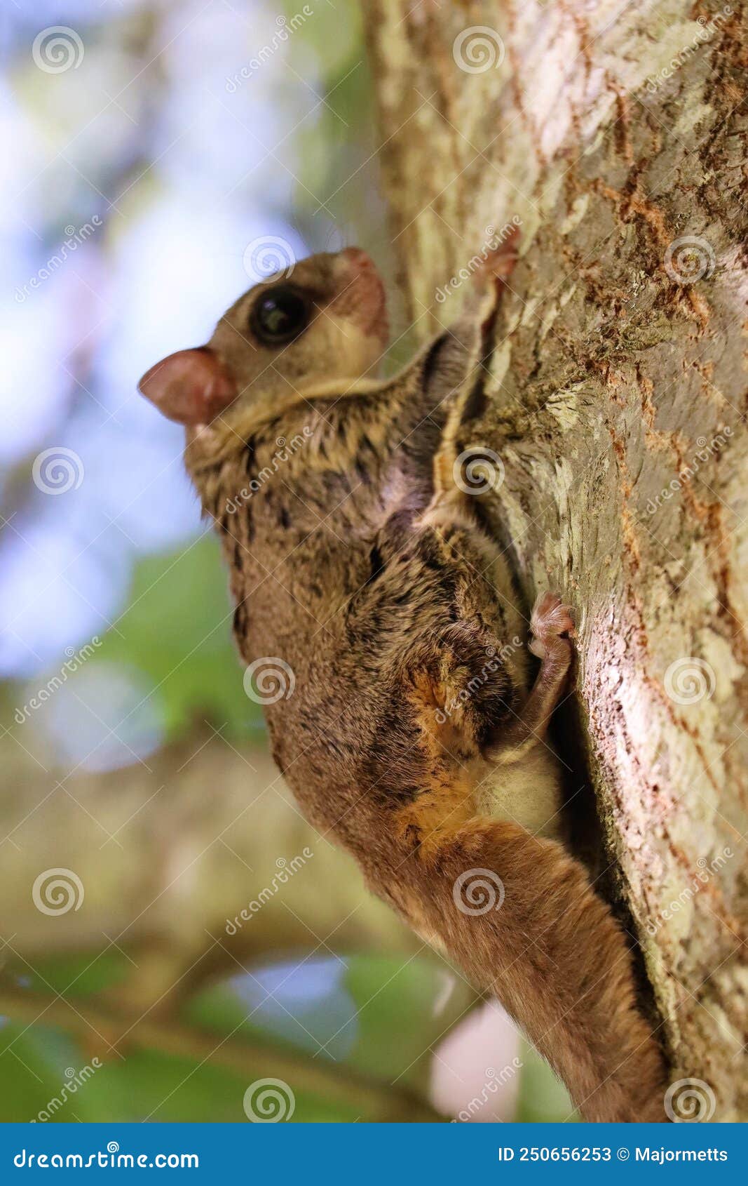 Flying Squirrel Holding on To Tree Stock Image - Image of orientation ...