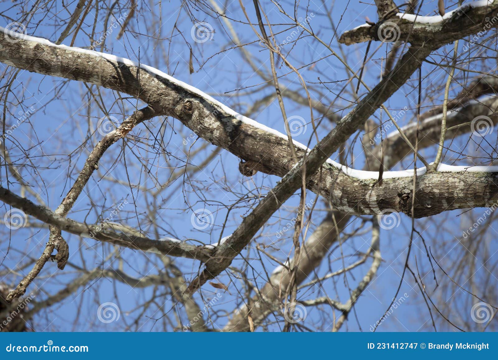 Flying Squirrel on a Limb stock image. Image of nature - 231412747