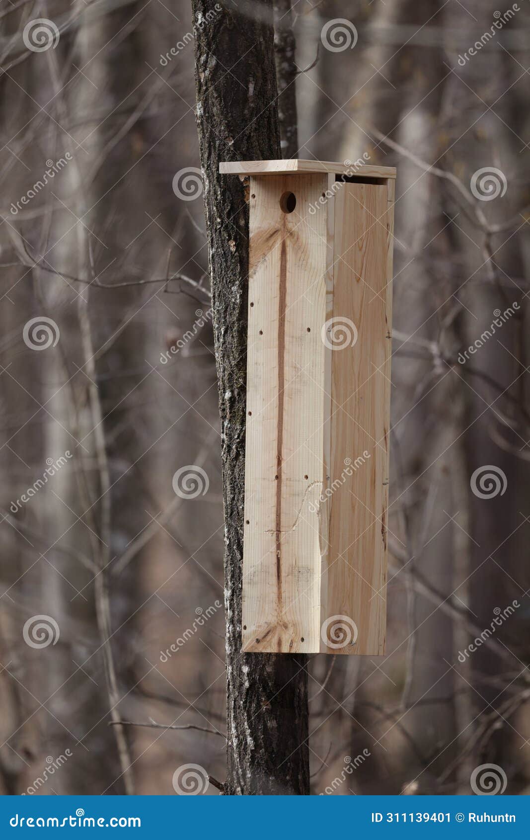 Flying Squirrel Nesting Box Stock Image - Image of spring, hardwoods ...