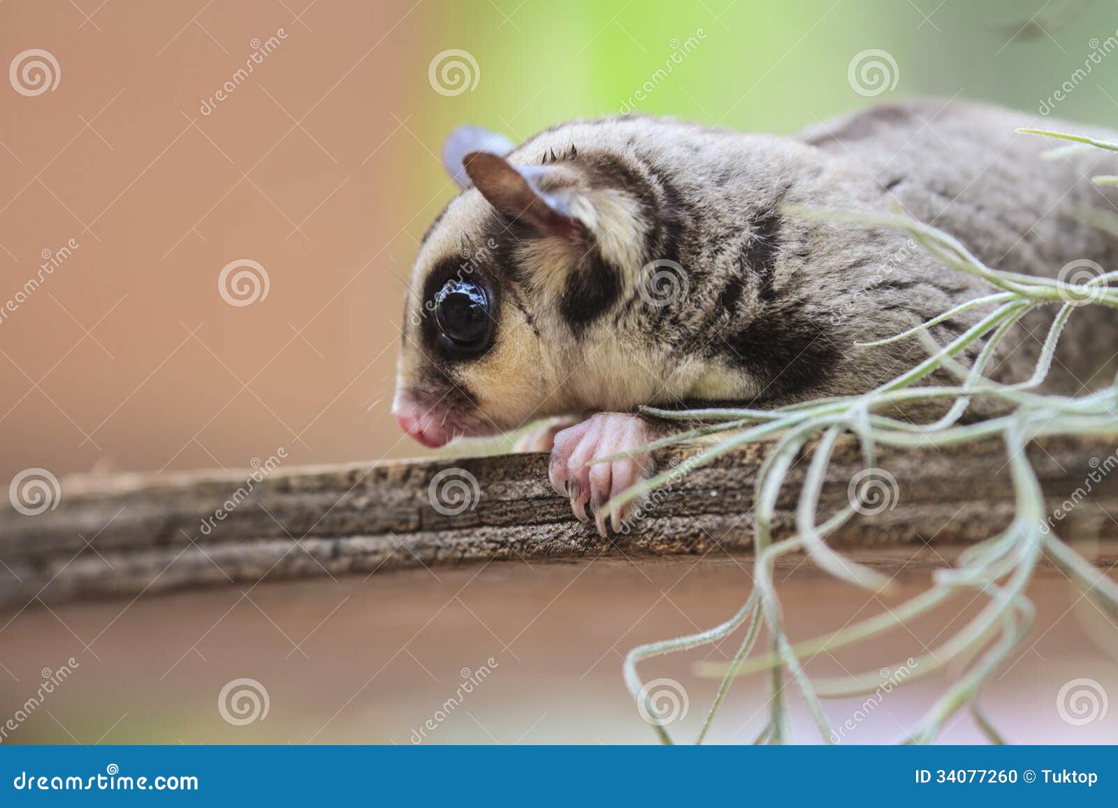 Flying Squirrel, Sugar Glider Stock Photo - Image of flying, kangaroo ...