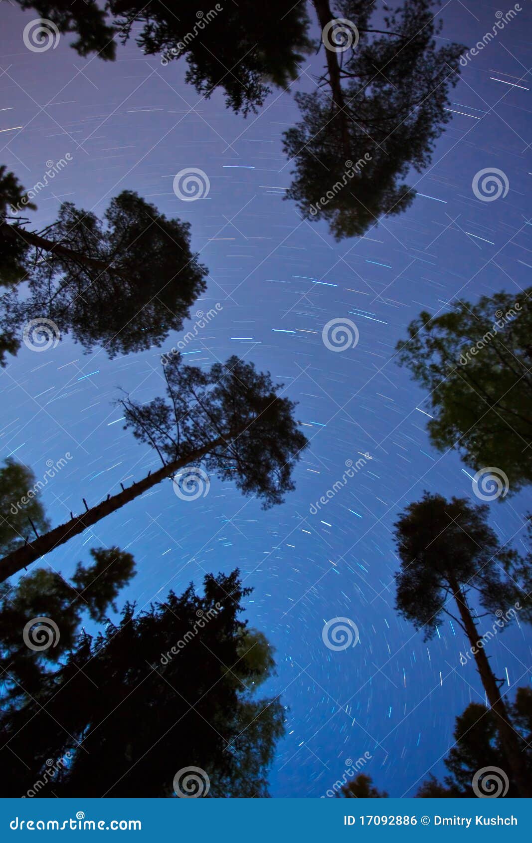 Flying stars stock photo. Image of beautiful, branch - 17092886