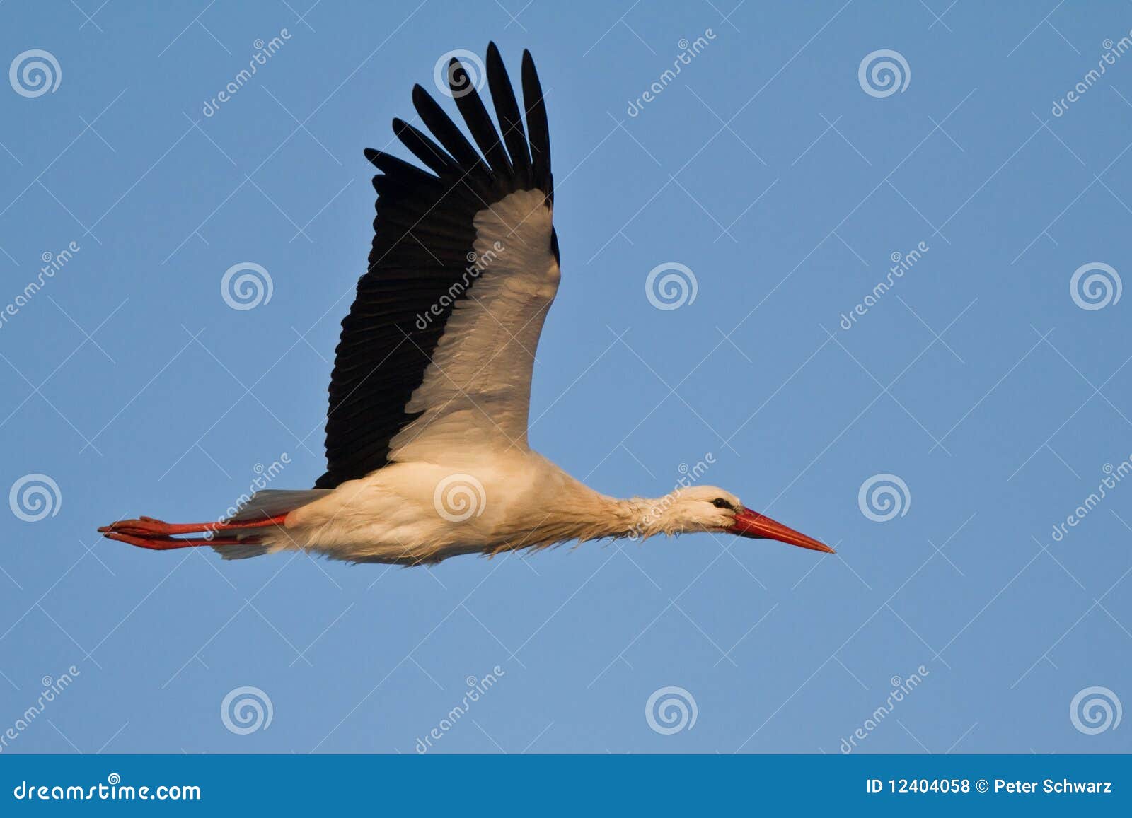 Flying stork stock photo. Image of large, wild, flying - 12404058