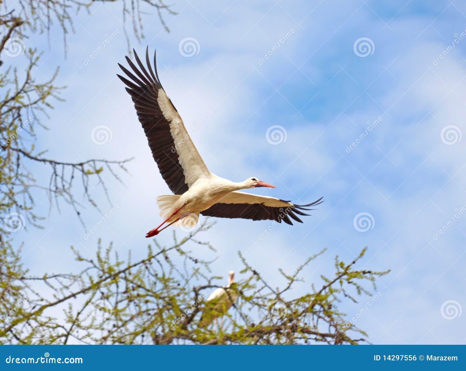 Flying stork stock photo. Image of creche, habitat, migrate - 14297556